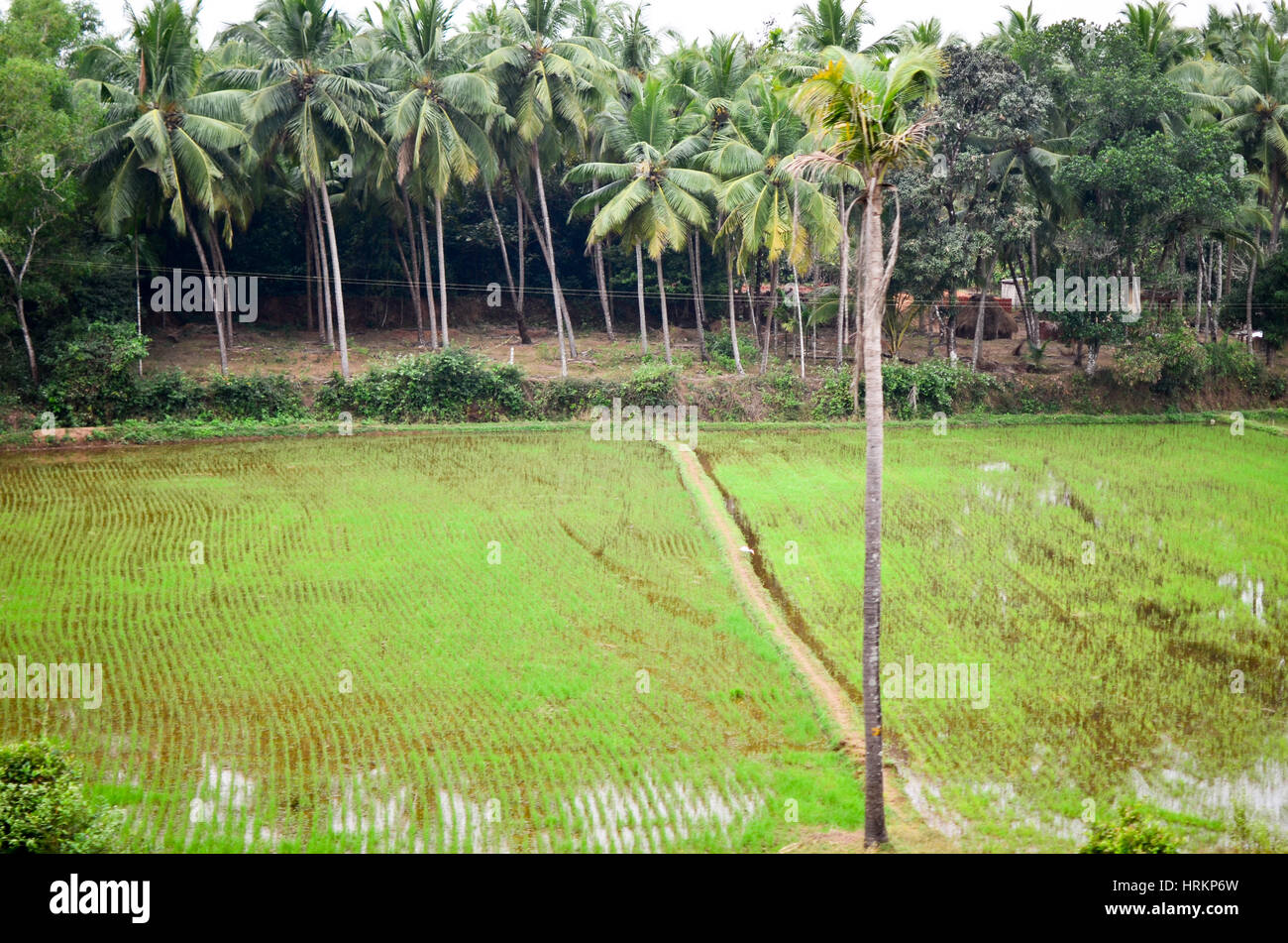 Beautiful landscape of rural India. Scene captured during travel by ...