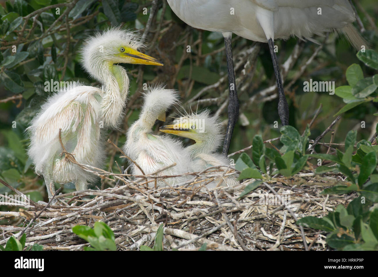 Great Egret, Ardea alba, babies in nest with legs of parent Stock Photo ...