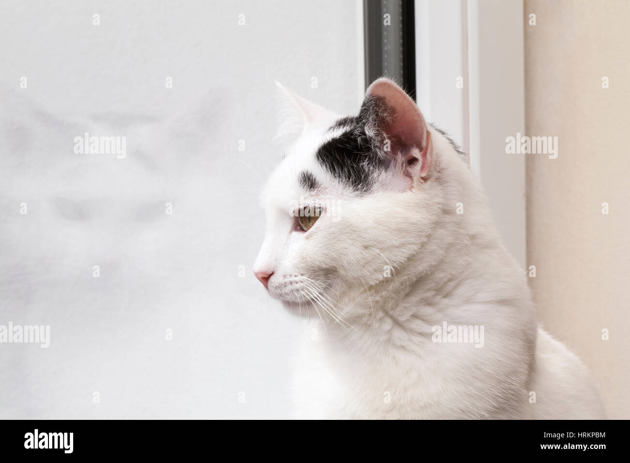 cat looking out the window with own reflection Stock Photo - Alamy