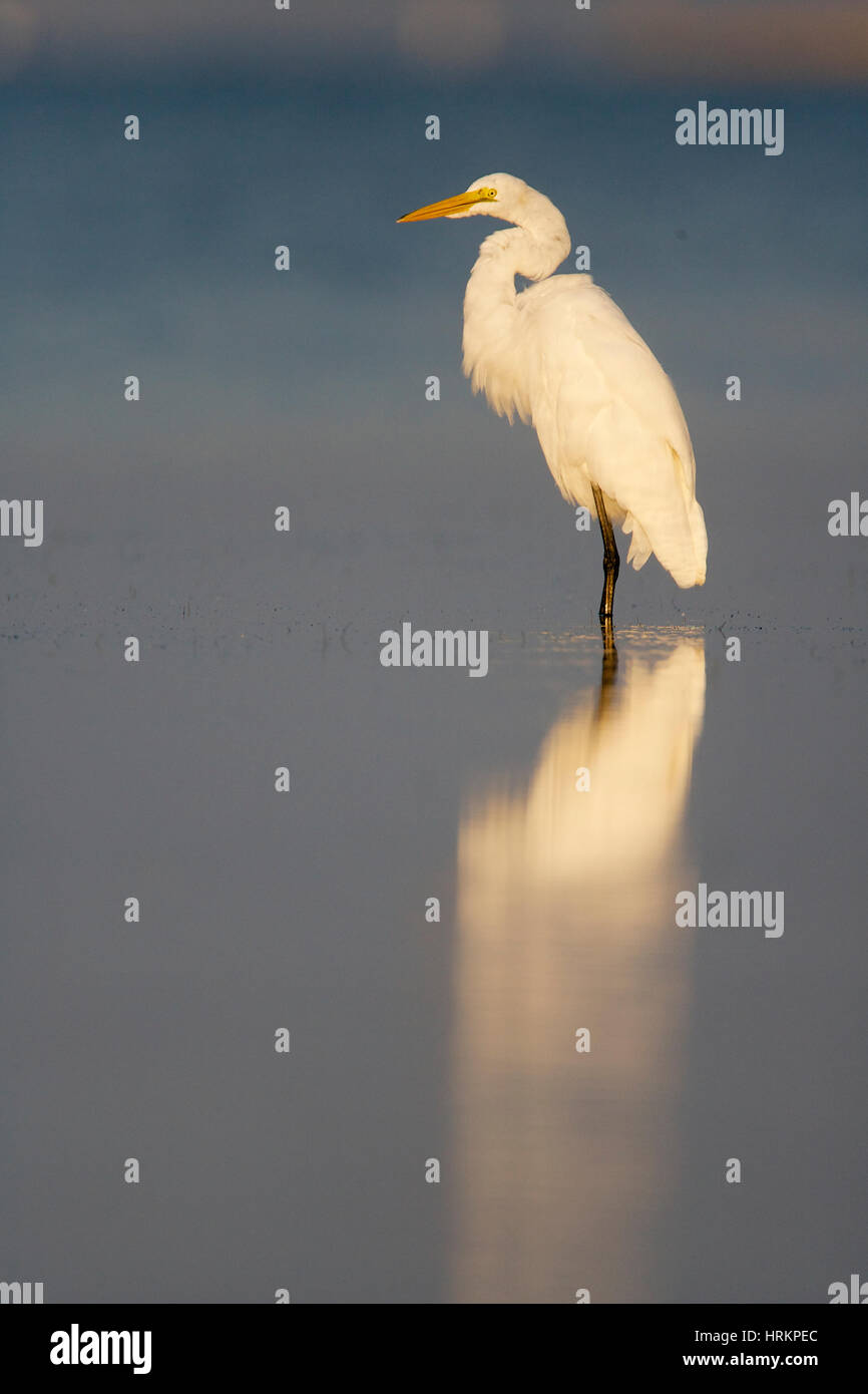 Great white egret standing still hi-res stock photography and images ...