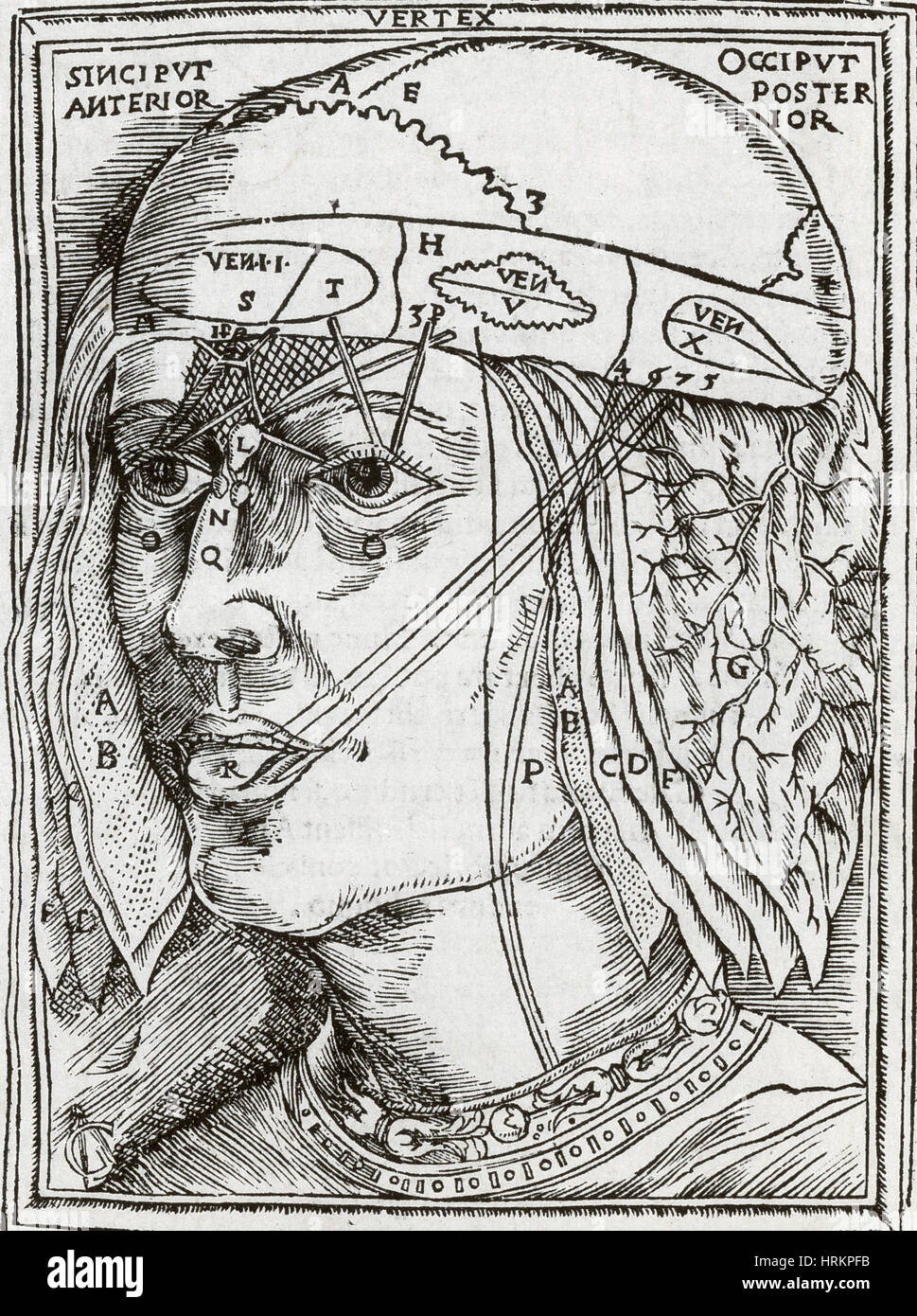 Brain layers hi-res stock photography and images - Alamy