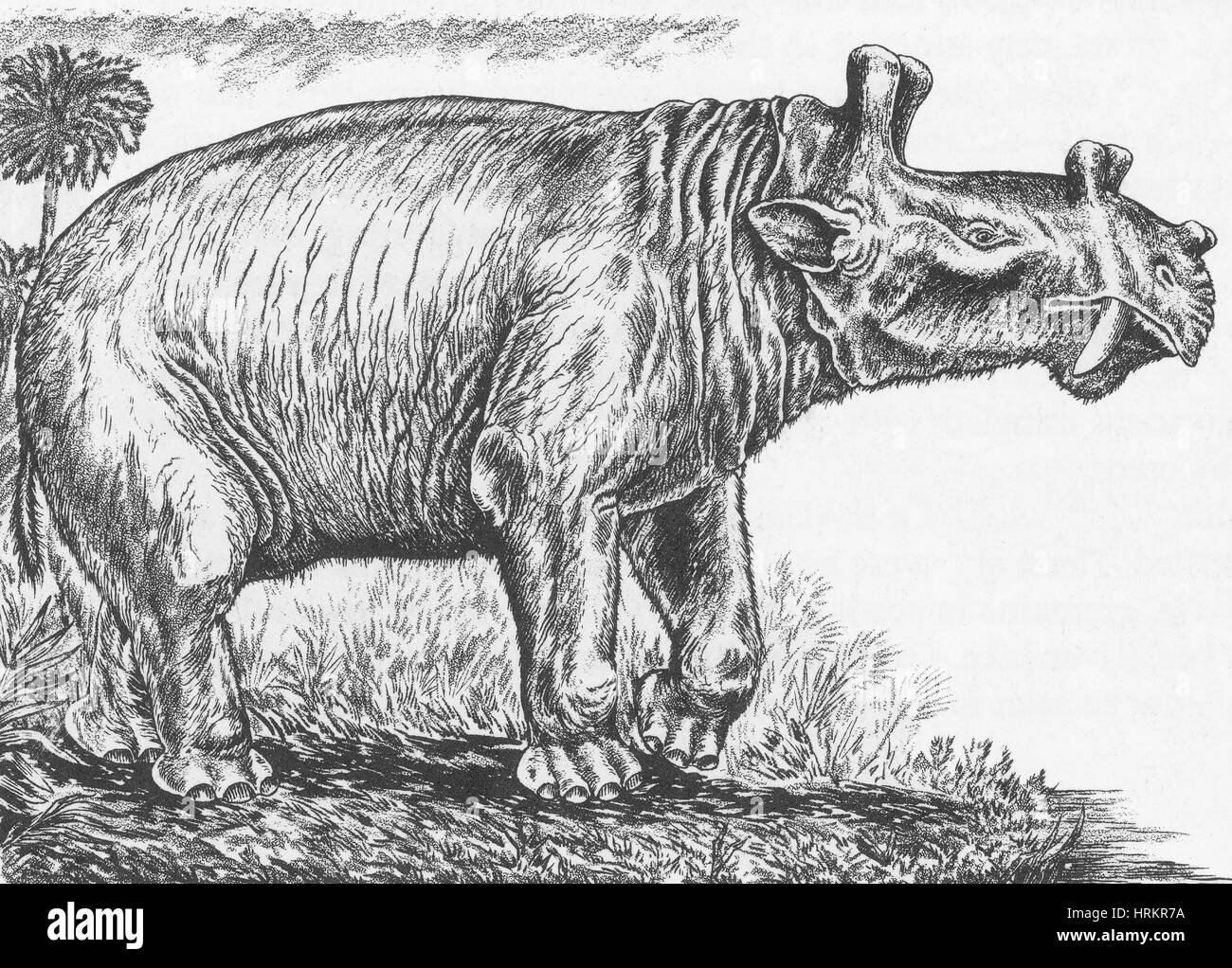 Uintatherium hi-res stock photography and images - Alamy