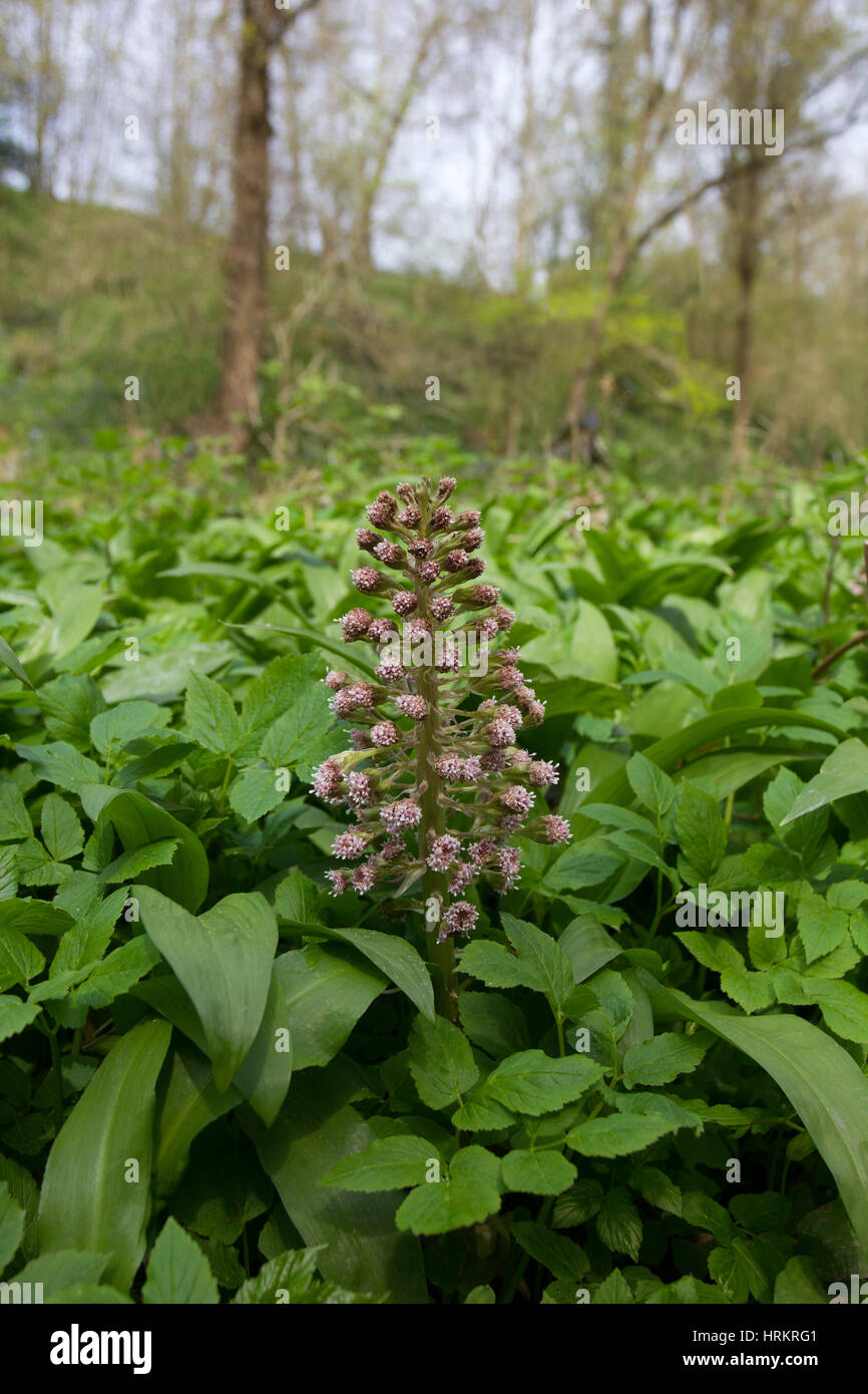 Butterbur, Petasites hybridus, single flower growing in woodland. Taken ...