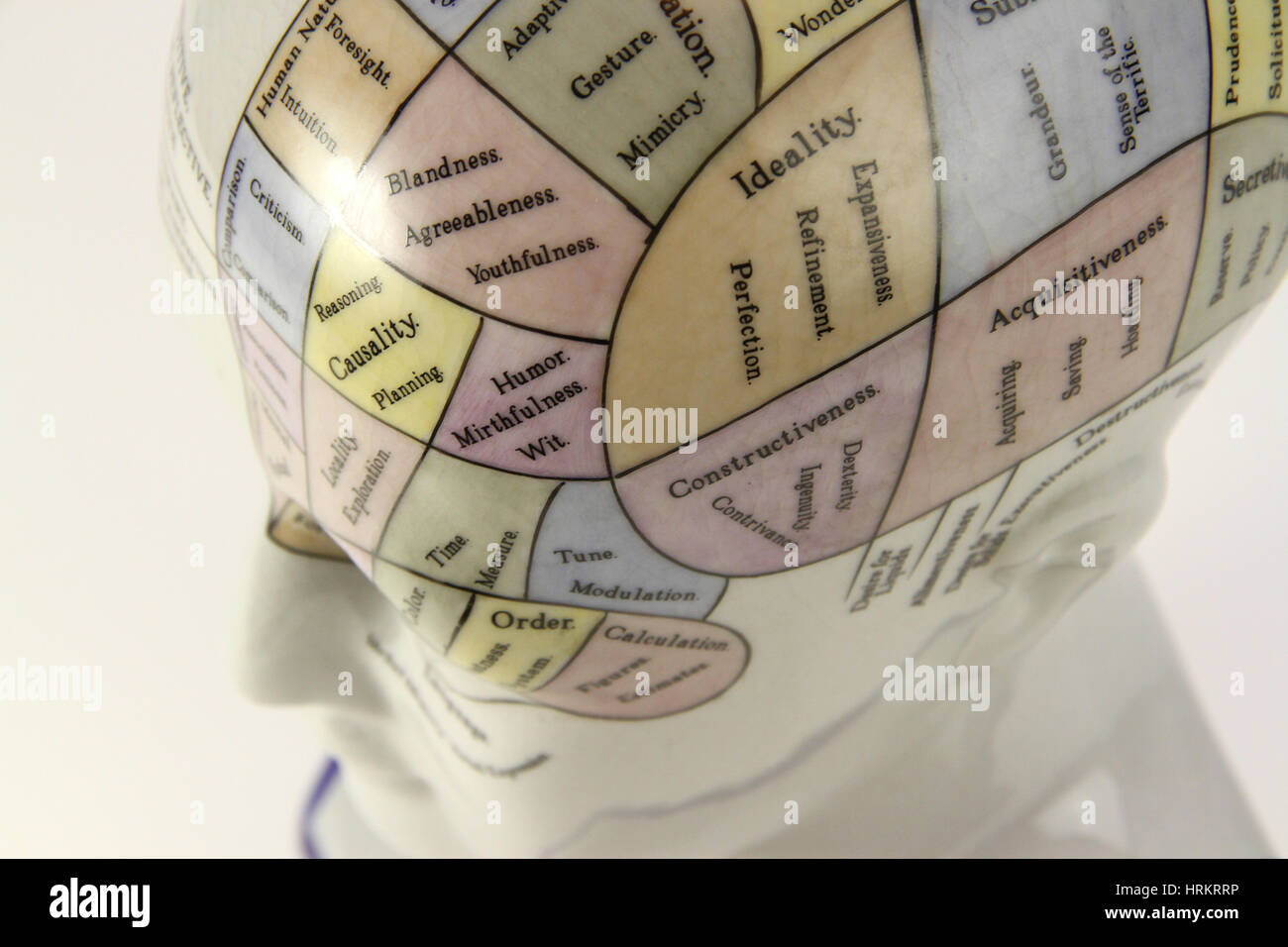 Phrenological diagram hi-res stock photography and images - Alamy