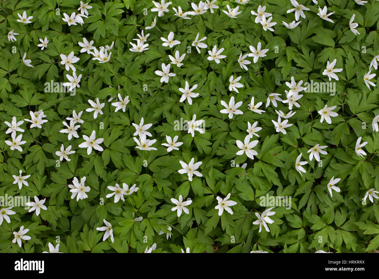 Wood Anemones, Anemone nemorosa, group growing in woodland. Taken April ...
