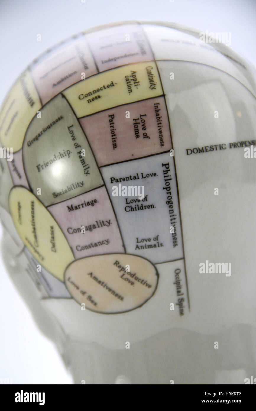 Phrenological diagram hi-res stock photography and images - Alamy