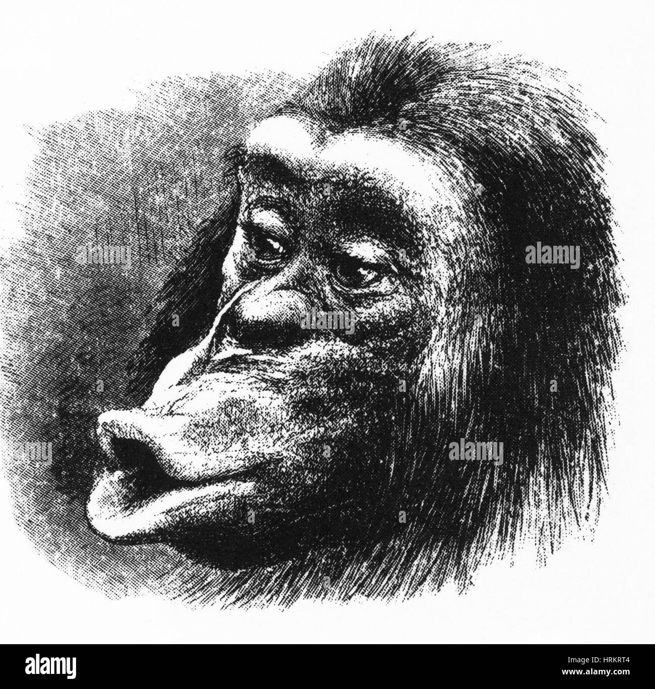 History of emotions Black and White Stock Photos & Images - Alamy