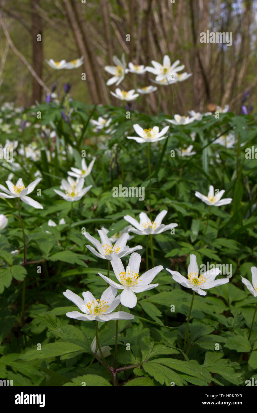 Mass wood anemones anemone nemorosa hi-res stock photography and images ...