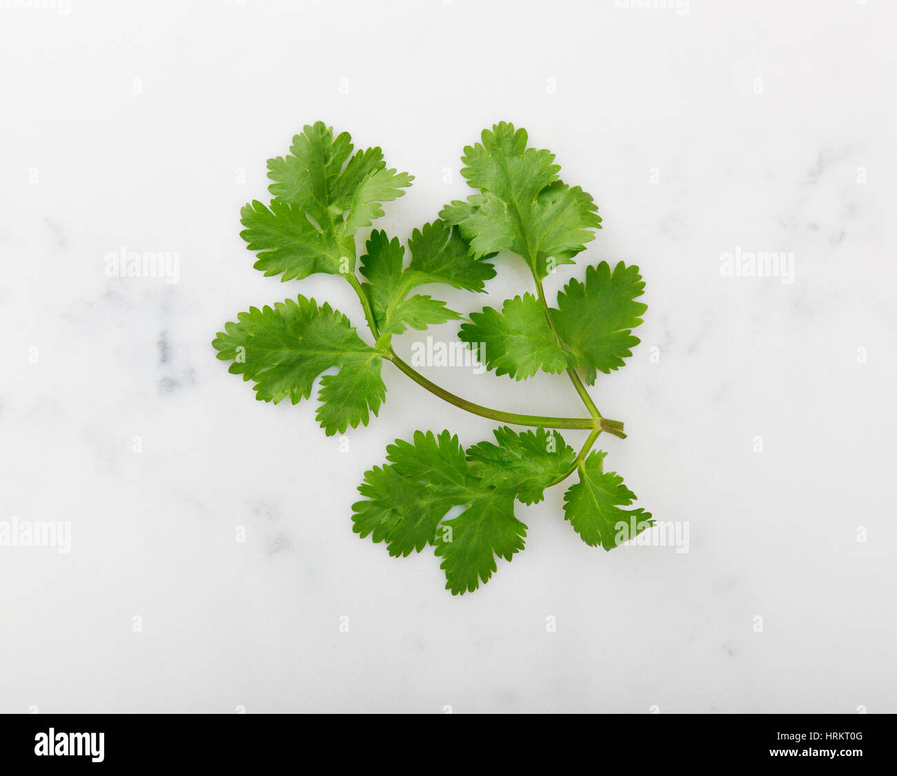 Cilantro leaves on white background Stock Photo - Alamy