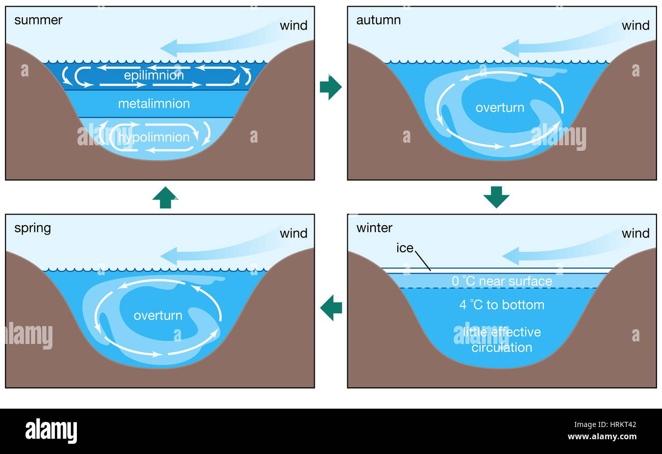 Annual circulation patterns in a dimictic lake. epilimnion, metalimnion ...