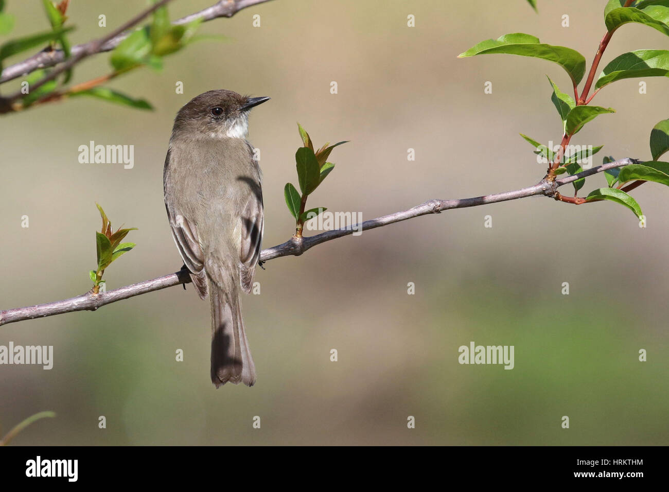 Eastern Phoebe perched on a branch looking over it's shoulder Stock ...