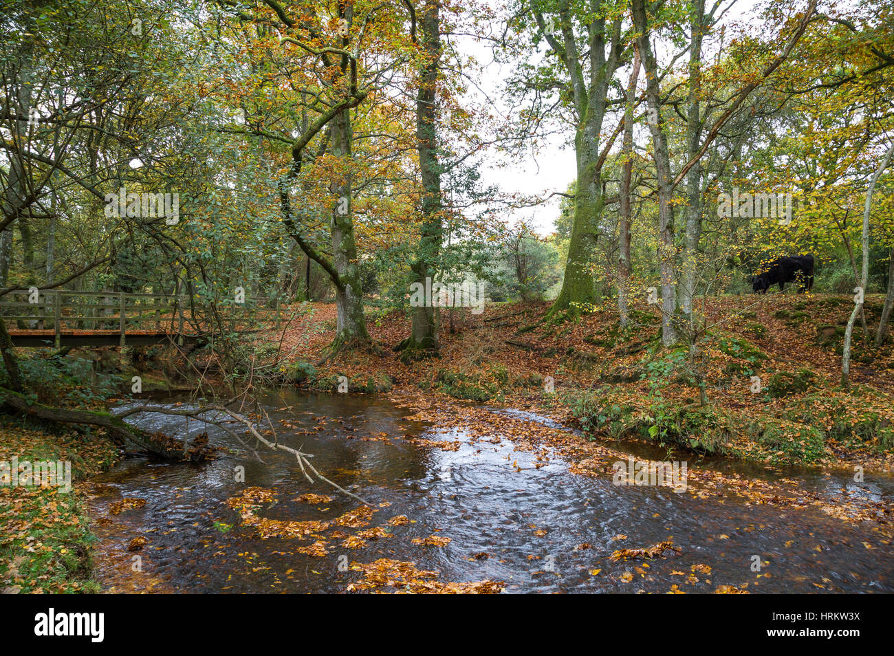 A stream in The New Forest National Park with a footbridge on the left ...