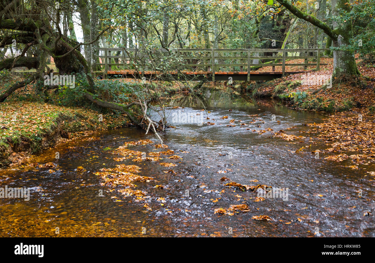 A foot bridge across a stream in The New Forest National Park Stock ...