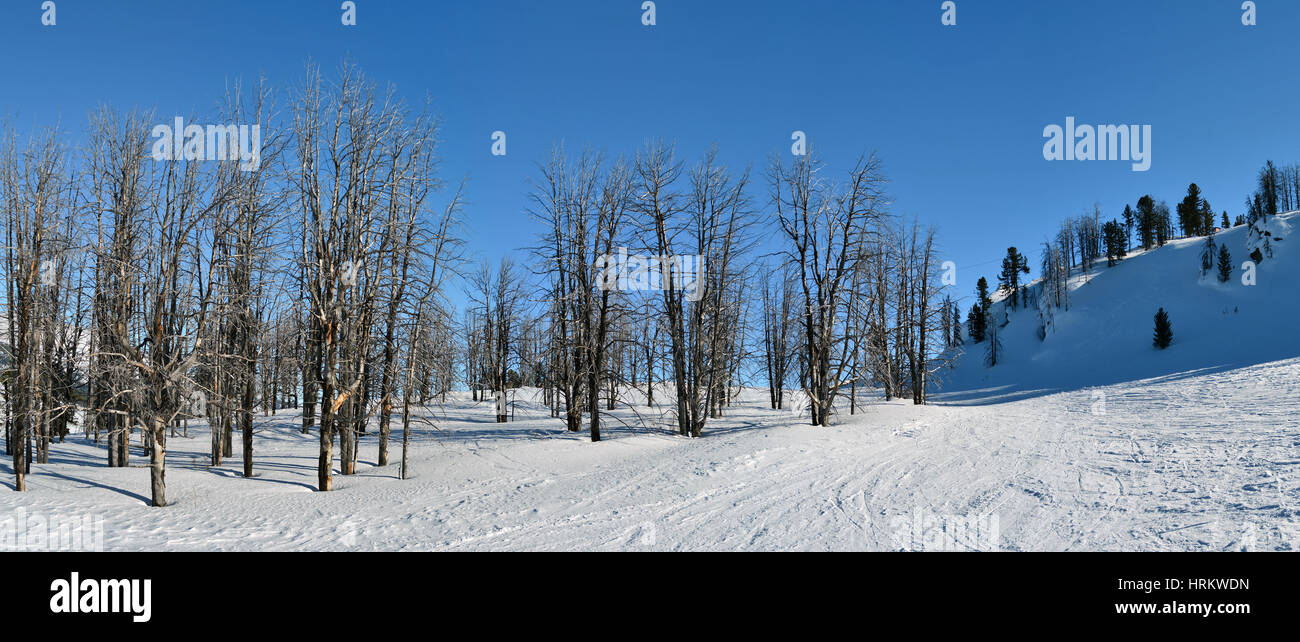dry trees winter snow Stock Photo - Alamy
