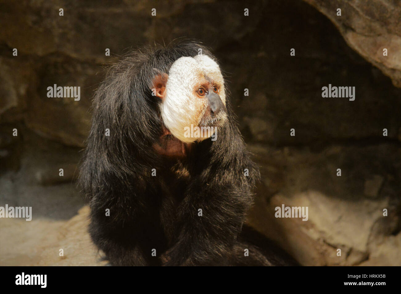 Tan saki hi-res stock photography and images - Alamy