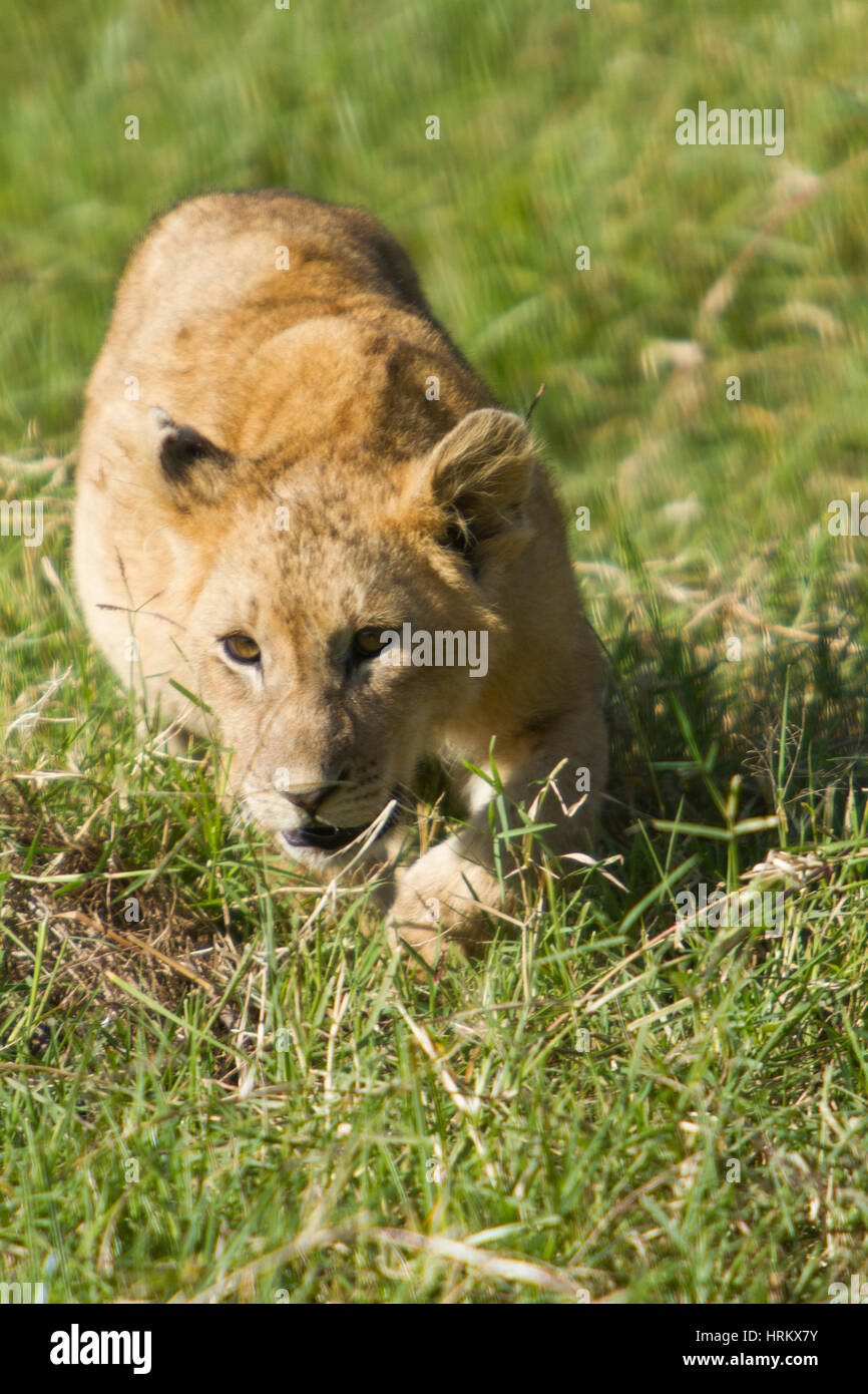 Young lion stalking for prey Stock Photo - Alamy