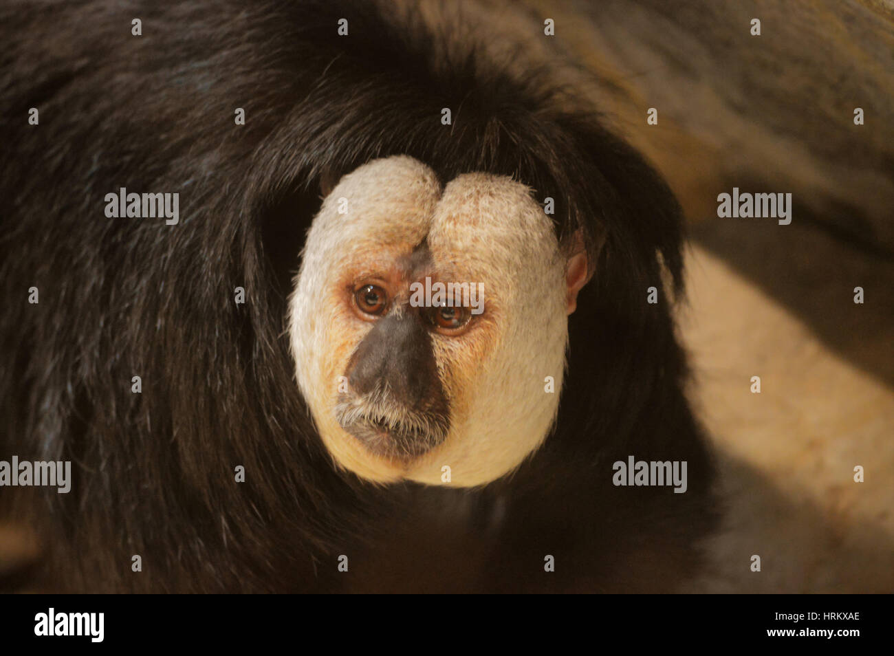 Tan saki hi-res stock photography and images - Alamy