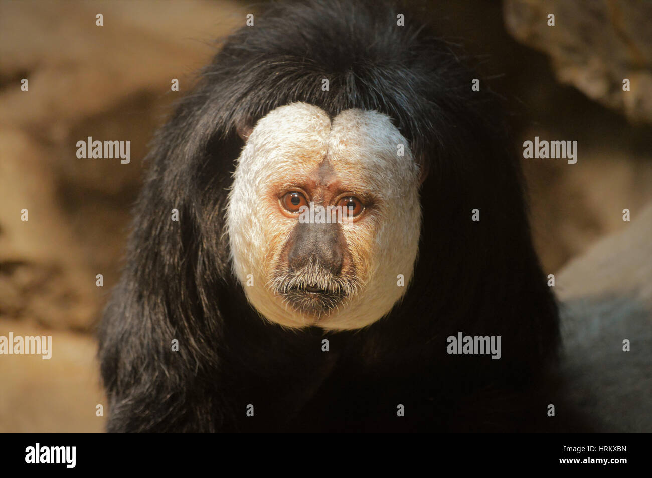 Tan saki hi-res stock photography and images - Alamy