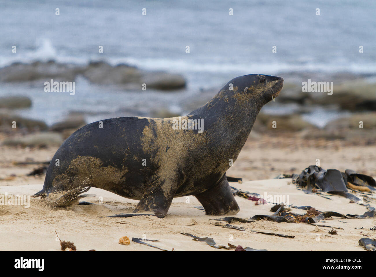 Fur seal walking on beach hi-res stock photography and images - Alamy