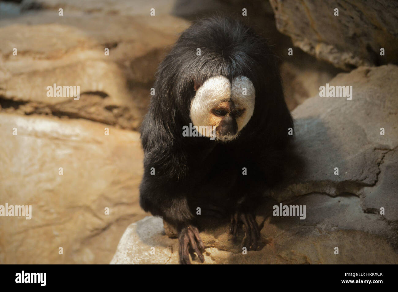 Tan saki hi-res stock photography and images - Alamy
