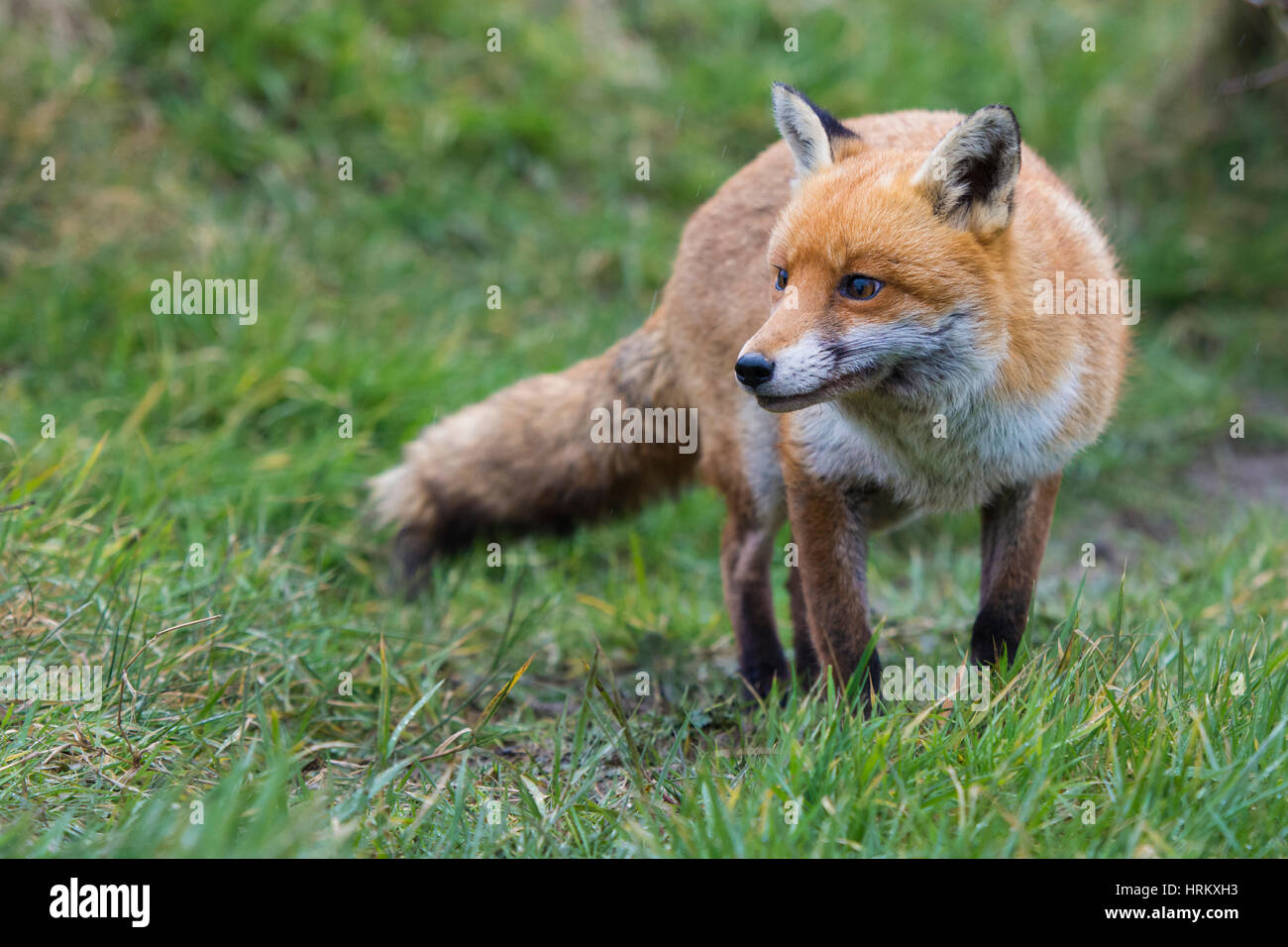 English Red Fox High Resolution Stock Photography and Images - Alamy