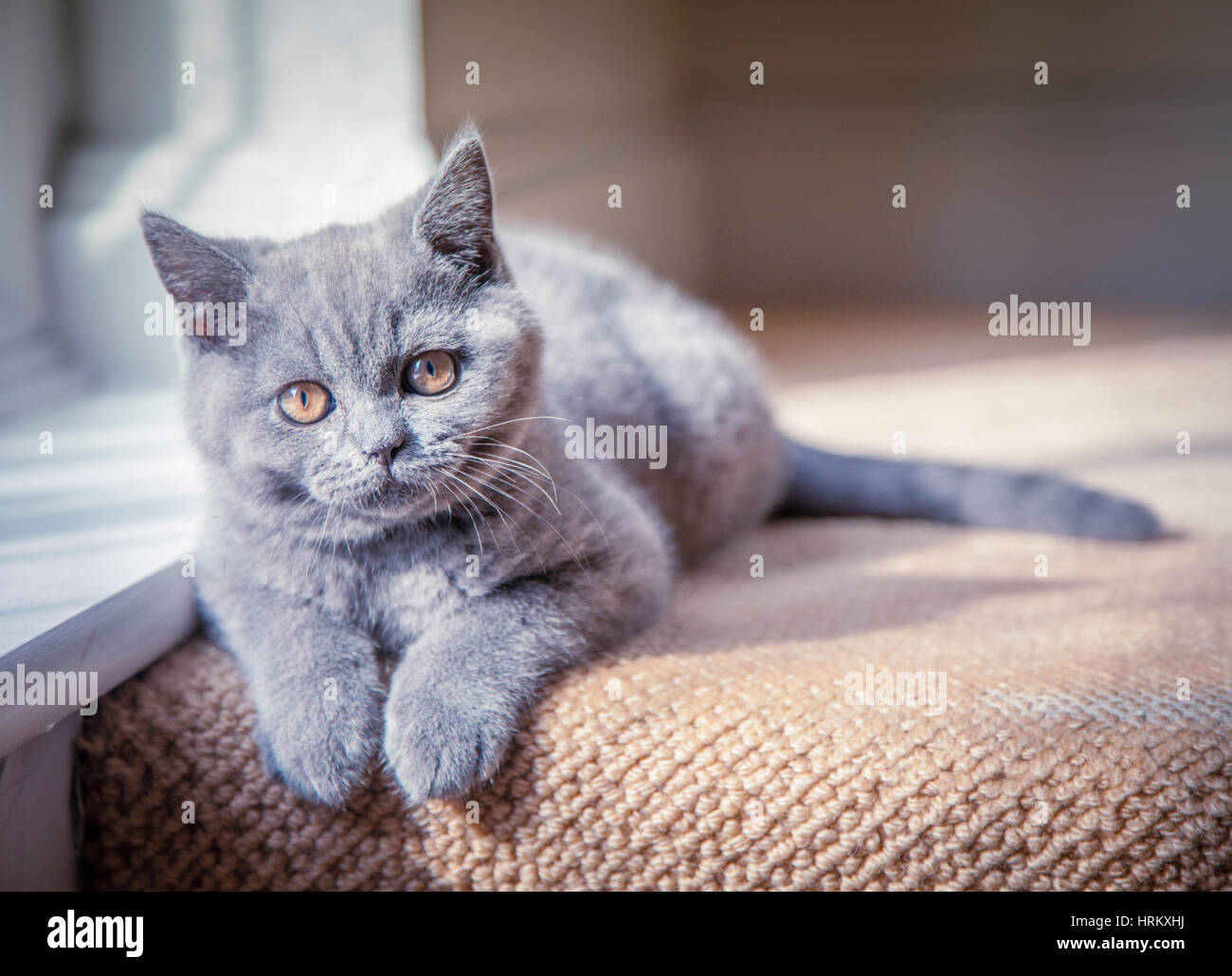 British shorthair cat breed hi-res stock photography and images - Alamy