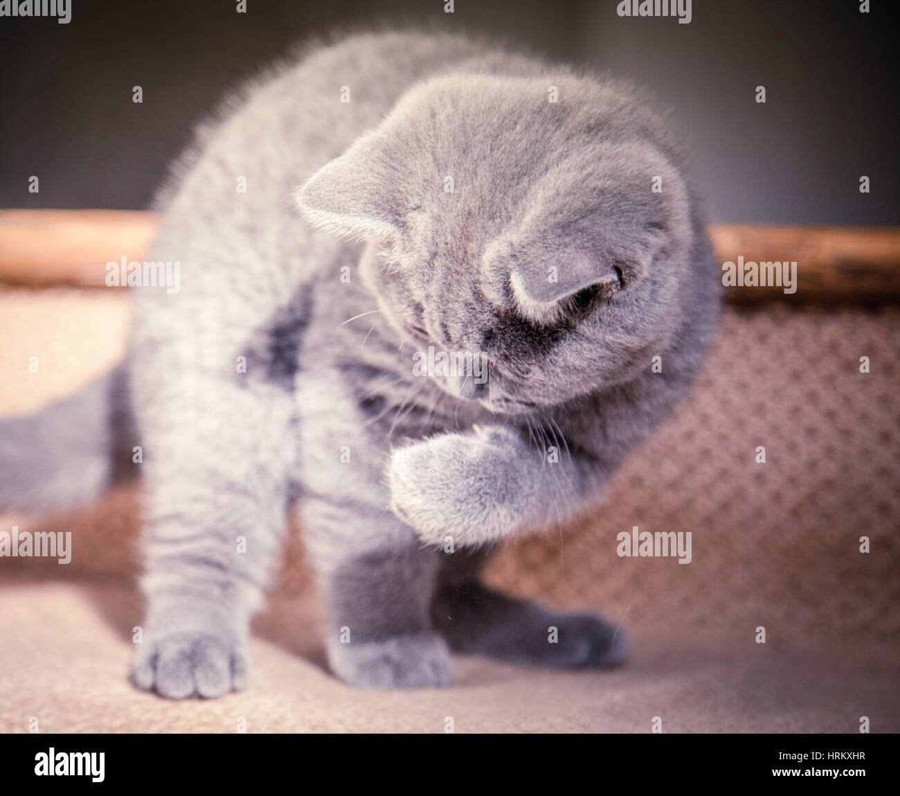 A pedigree British blue shorthair kitten Stock Photo - Alamy