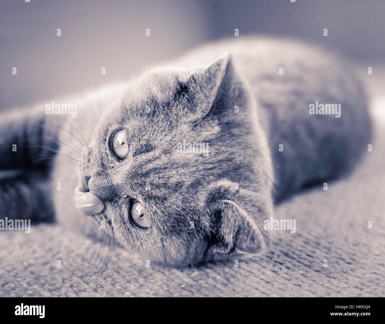 A pedigree British blue shorthair kitten Stock Photo - Alamy