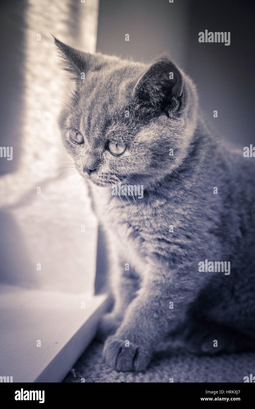 Blue white british shorthair hi-res stock photography and images - Alamy