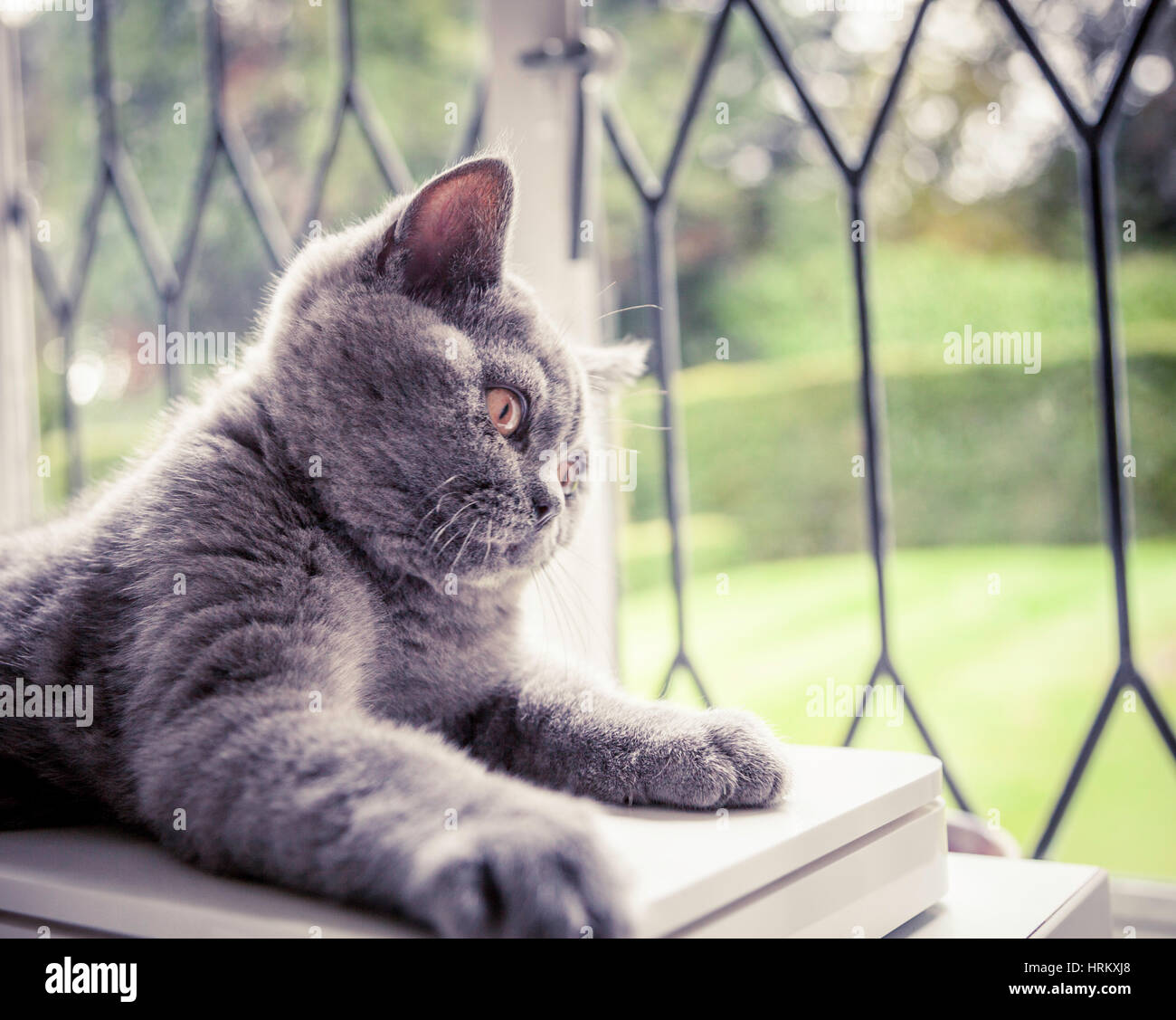 A pedigree British blue shorthair kitten Stock Photo - Alamy
