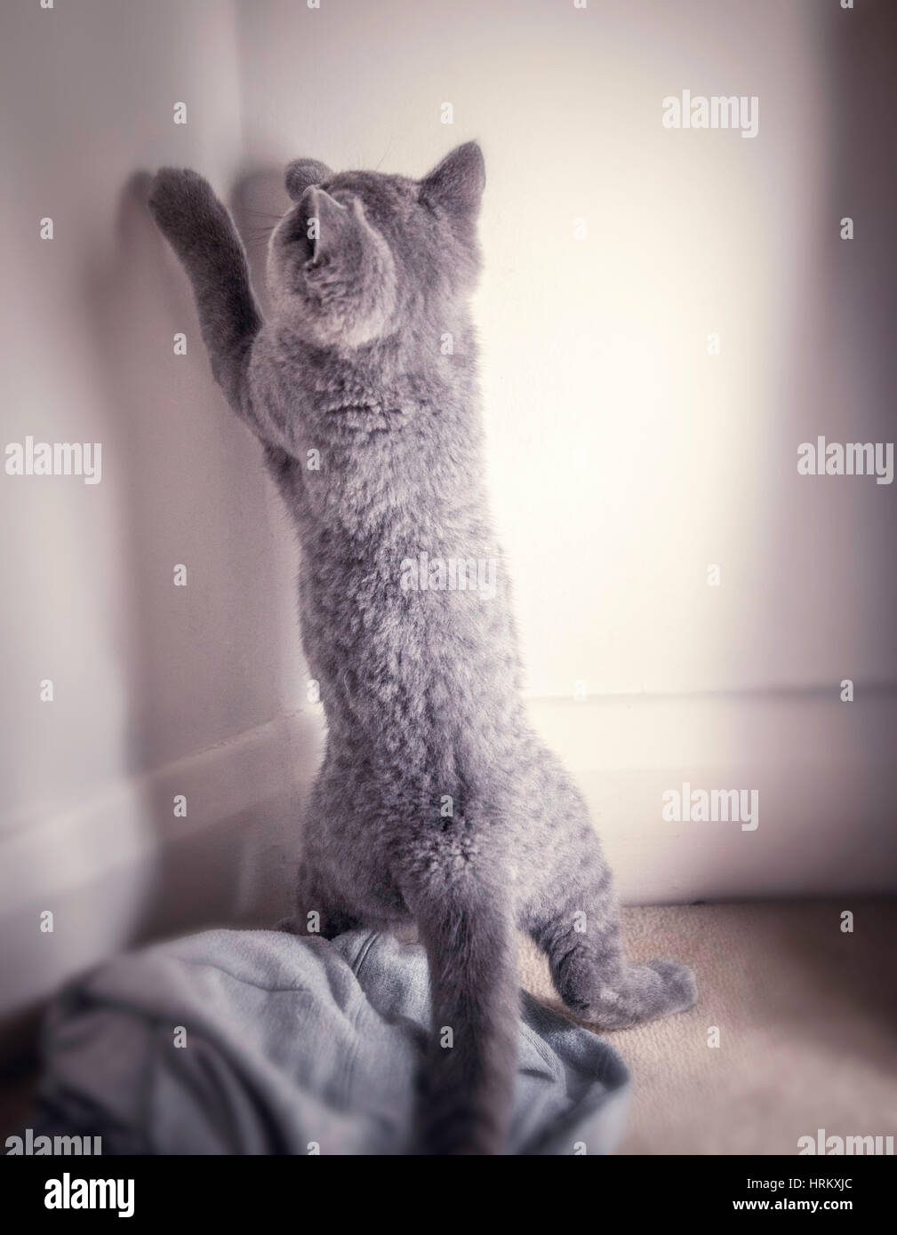 Blue white british shorthair hi-res stock photography and images - Alamy