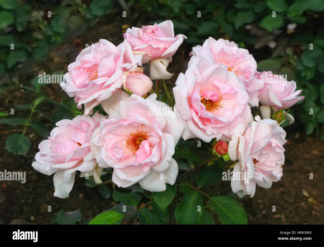 Shrub rose for the summer garden hi-res stock photography and images ...