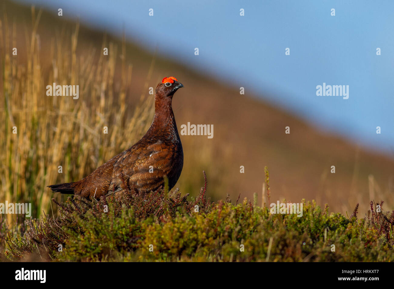 England moorland bird hi-res stock photography and images - Alamy