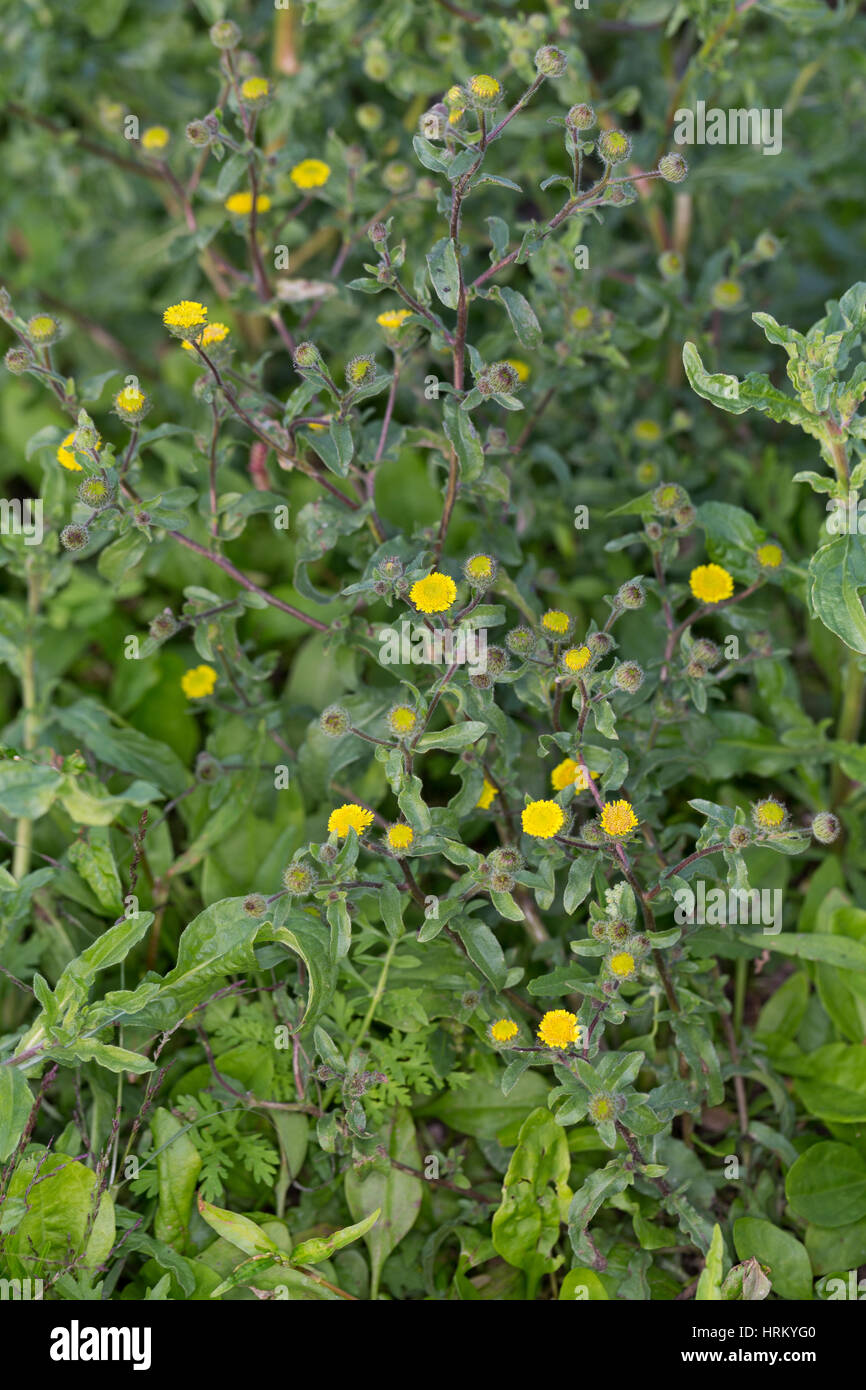 Kleines Flohkraut, Pulicaria vulgaris, Small Fleabane, Pulicaire ...