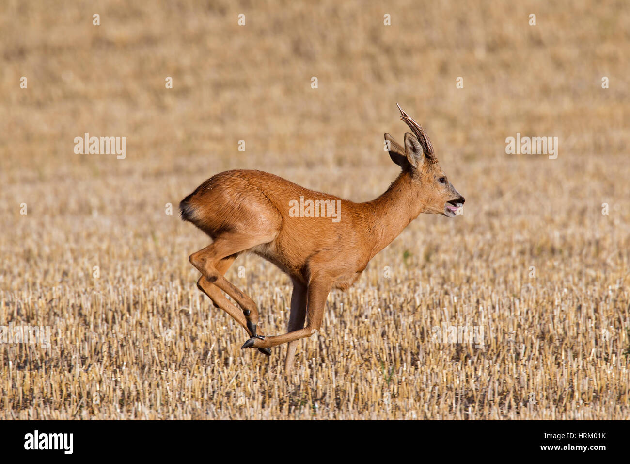 Running Deer High Resolution Stock Photography and Images - Alamy