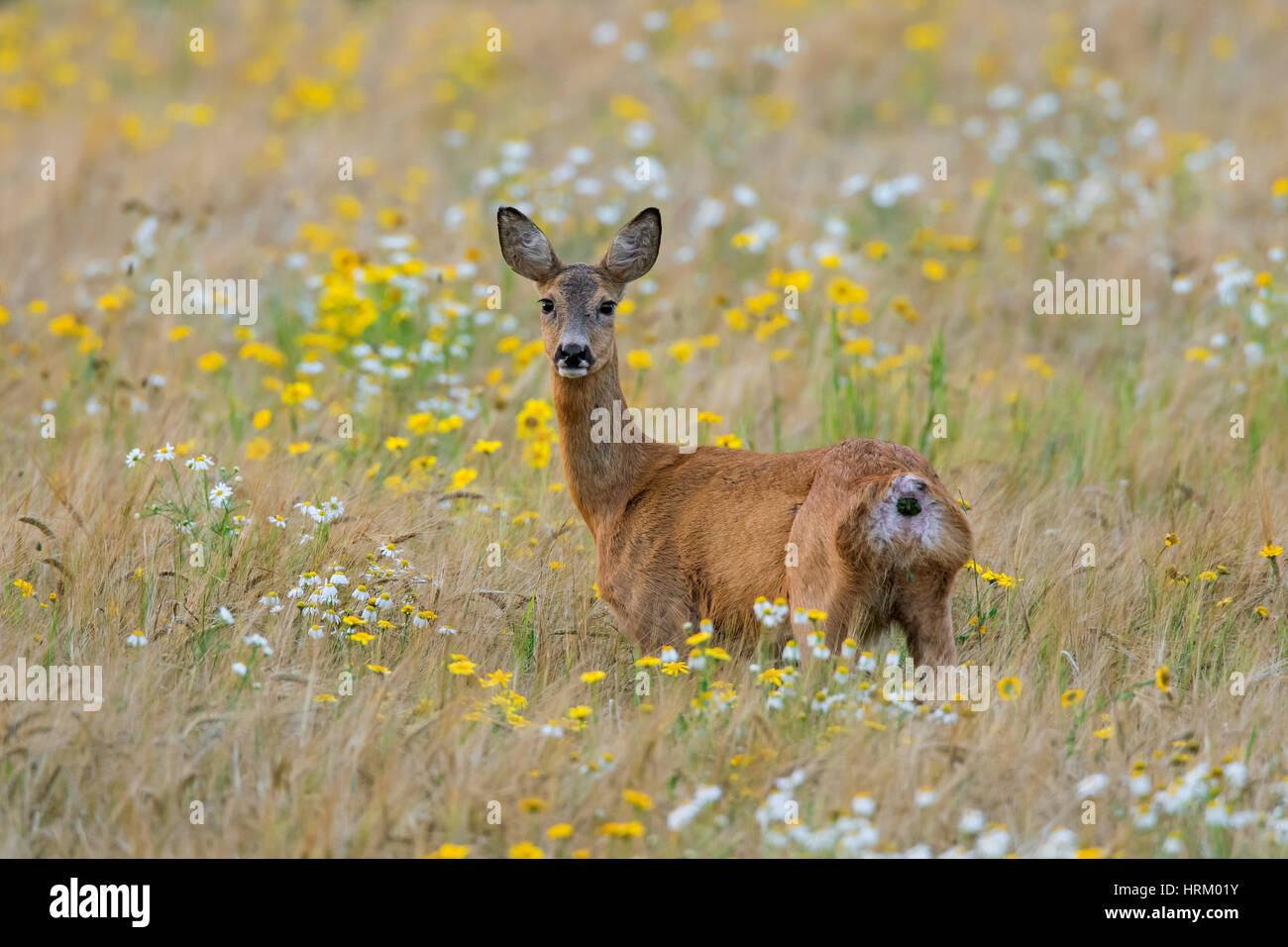 Capreolus capreolus hi-res stock photography and images - Alamy
