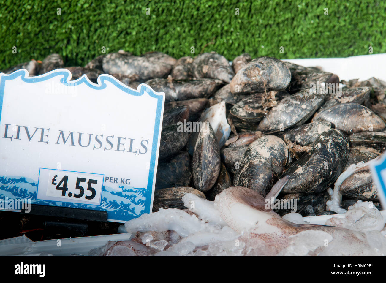 Live mussels hi-res stock photography and images - Alamy