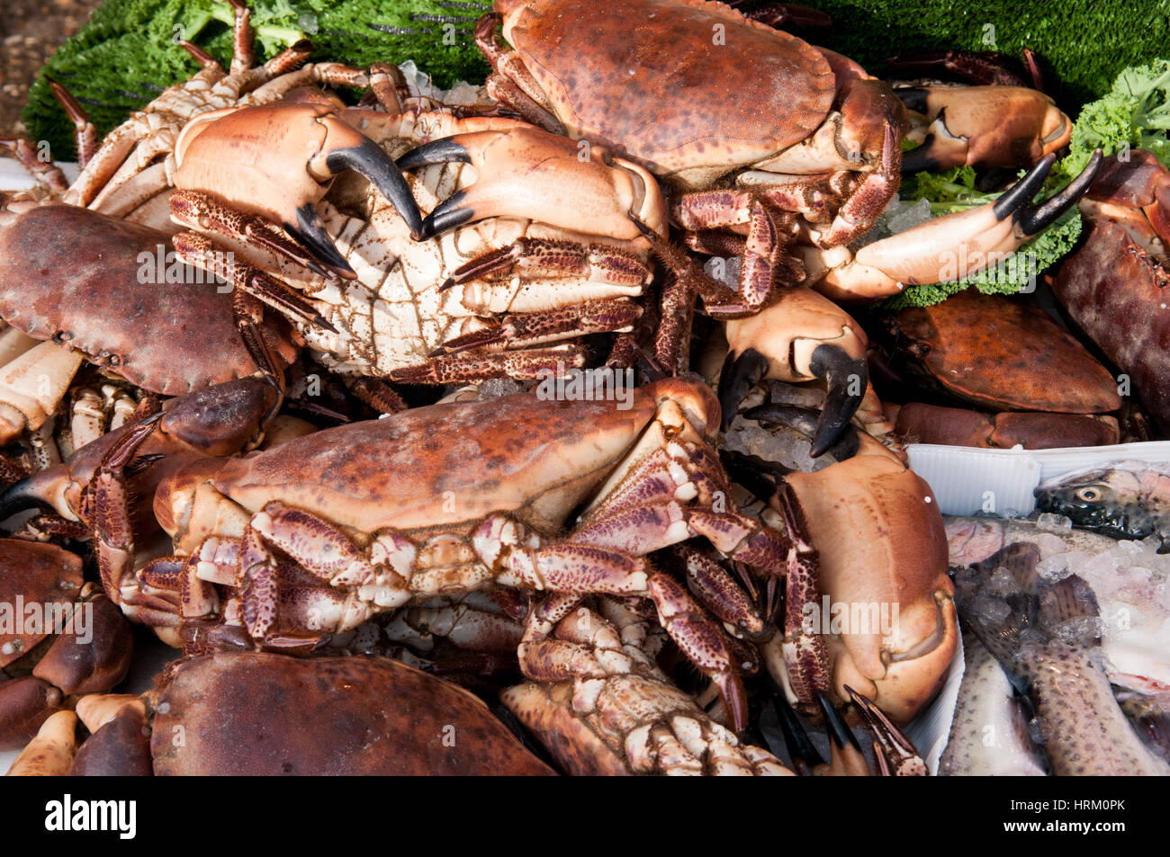 crab close up with large pincers Stock Photo - Alamy