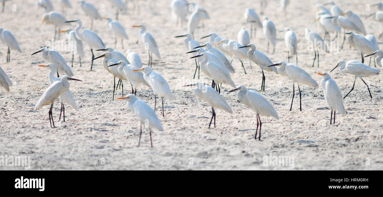 White egrets on white sand Stock Photo - Alamy