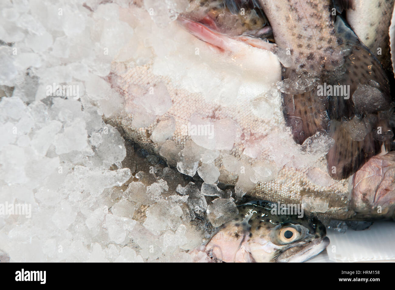 Fresh fish, trout on ice at the market Stock Photo - Alamy