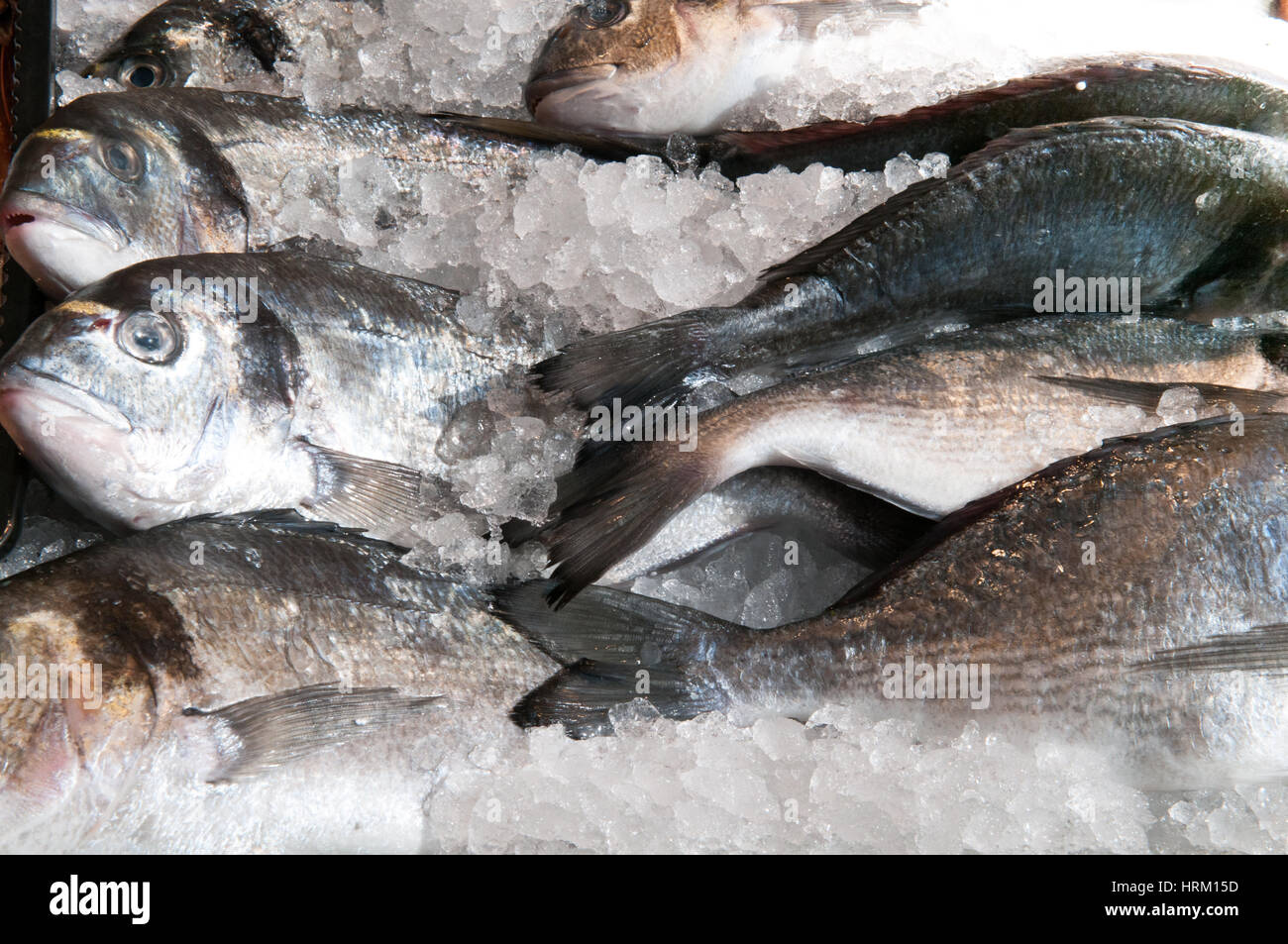 Stall fresh small fishes fish hi-res stock photography and images - Alamy