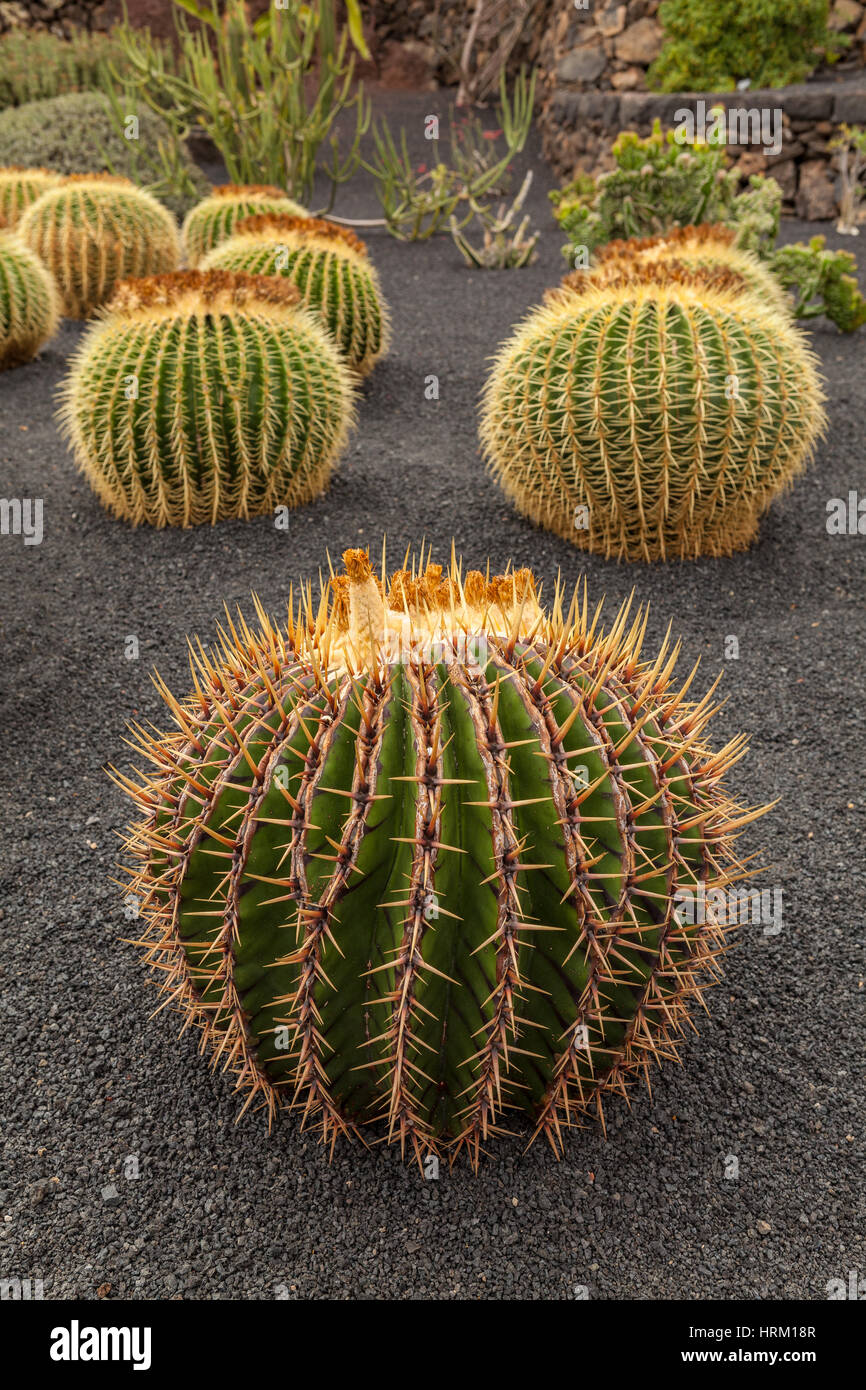 Guatiza Cactus garden. Pink Cactaceae Opuntia Macrocentra from Mexico ...
