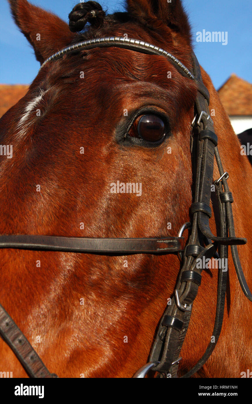 Close up of a horse's head and its bridle Stock Photo - Alamy