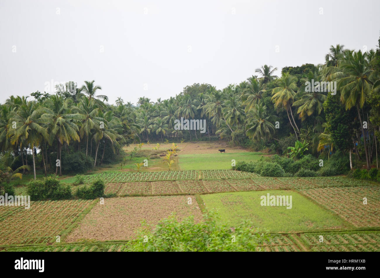 Beautiful landscape of rural India. Scene captured during travel by ...