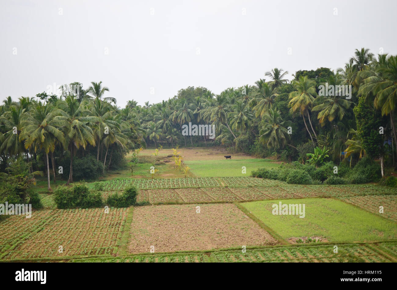 Beautiful landscape of rural India. Scene captured during travel by ...