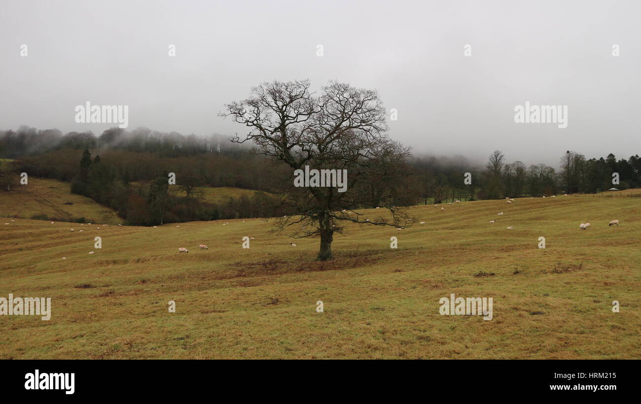 Overcast sky with field and a bare tree in the middle, Cotswold ...