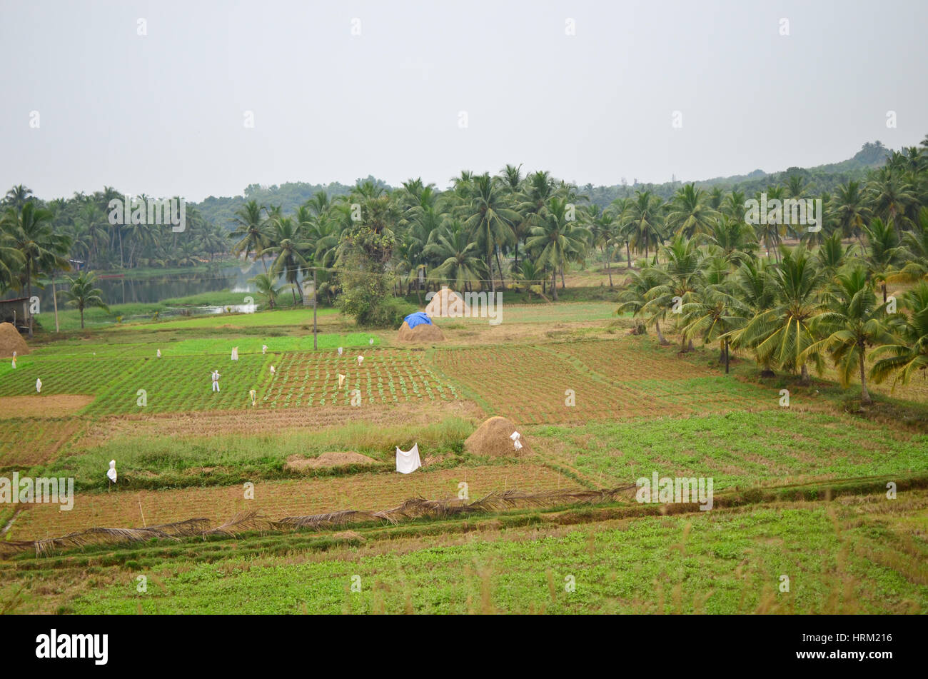 Traditional indian rural scene haystack hi-res stock photography and ...