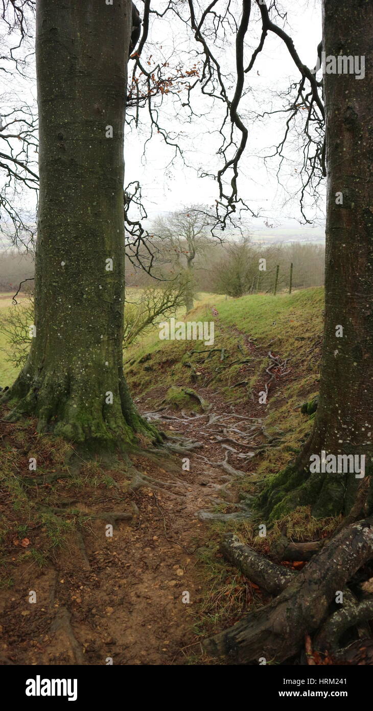 Path between two trees, close up, portrait view, Cotswold, England,UK ...