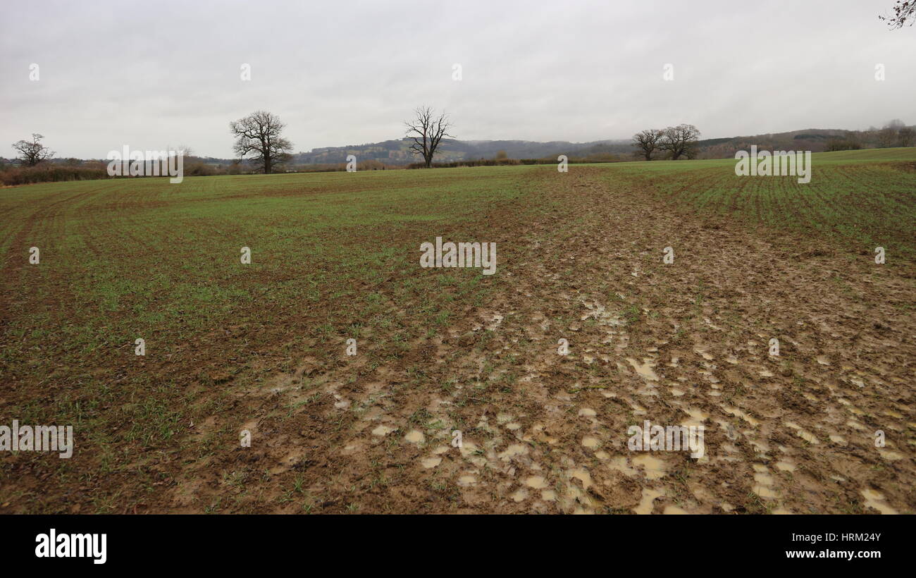Very muddy and wet farm field with overcast sky, Cotswold countryside ...