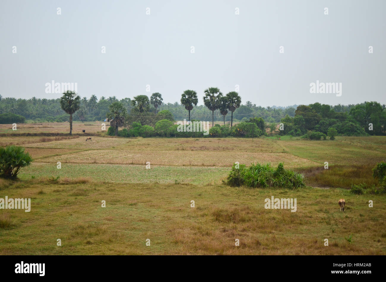 Beautiful landscape of rural India. Scene captured during travel by ...